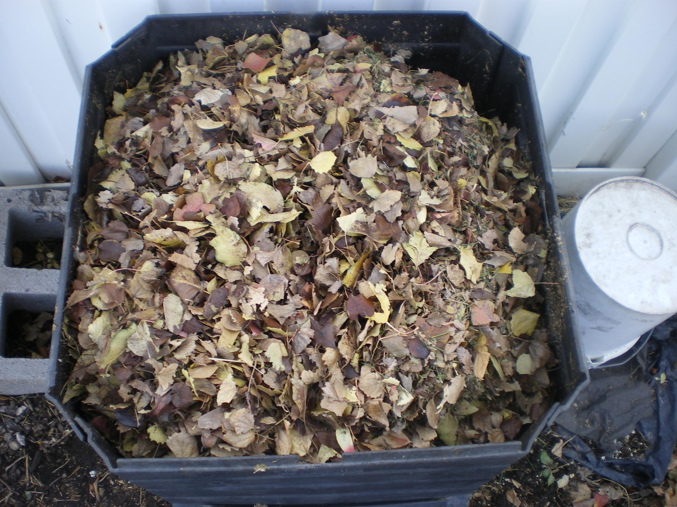 leaves | Picture tag | The Wealthy Earth