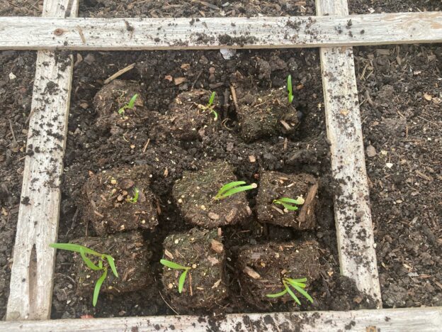 The Wealthy Earth | A square foot gardening blog